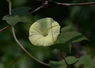 Flora Andhrika-Plant Wealth of Andhra Pradesh, India: Part VI: Cornales ...