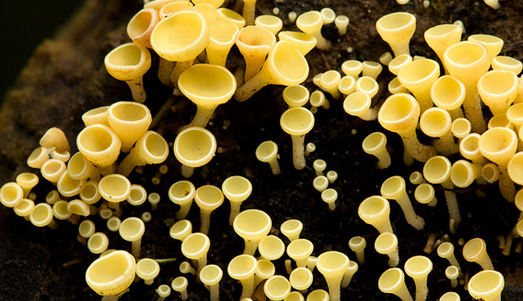 Contoh Makalah Biologi tentang jamur, ciri ciri jamur, jenis jamur ...