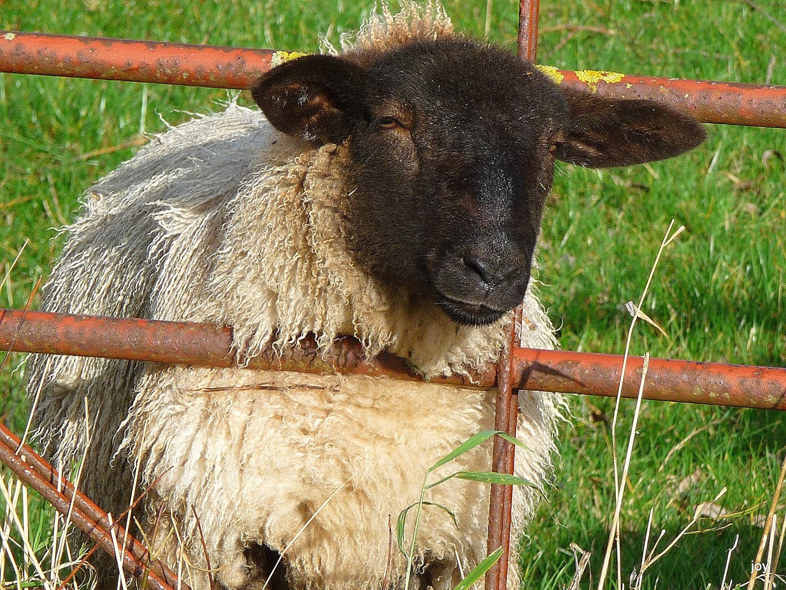 Larry Wohlrabe: Good Shepherd Times Three