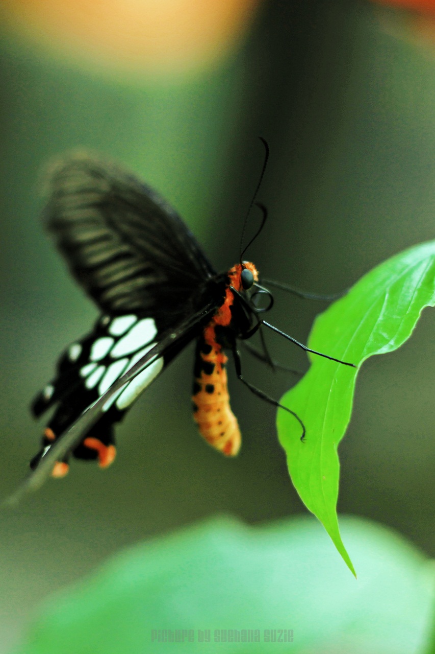 My Whatever Story: Teluk Bahang Butterfly Farm visit.