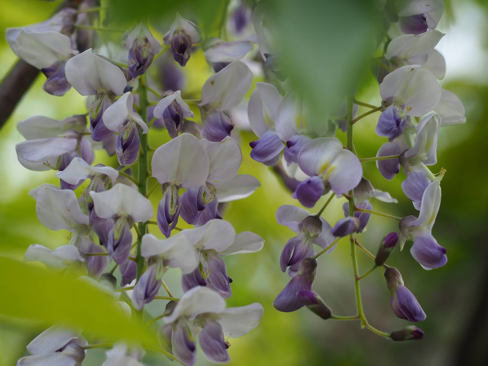 Kwitnie Wisteria! Kwitnie Wisteria!
