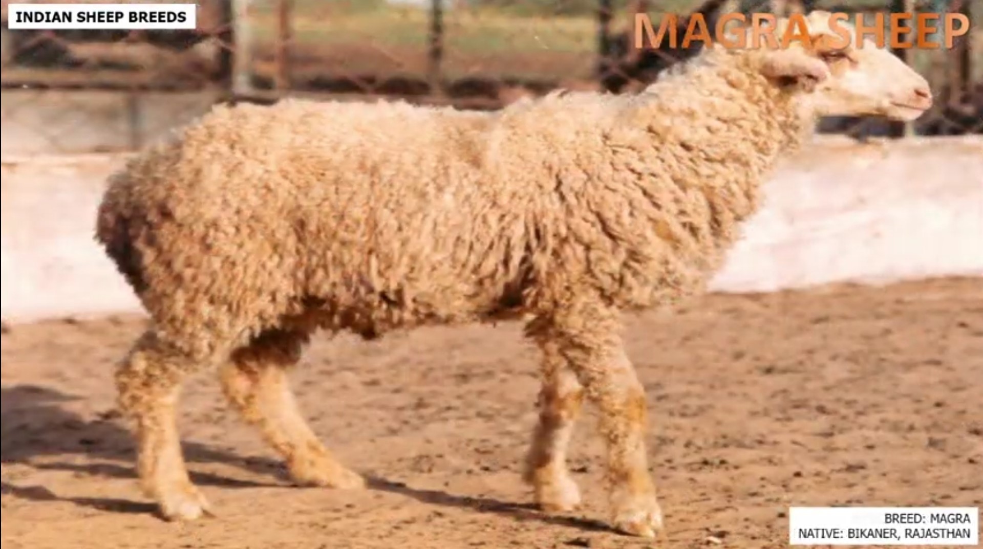 Most Popular Sheep Breeds of India