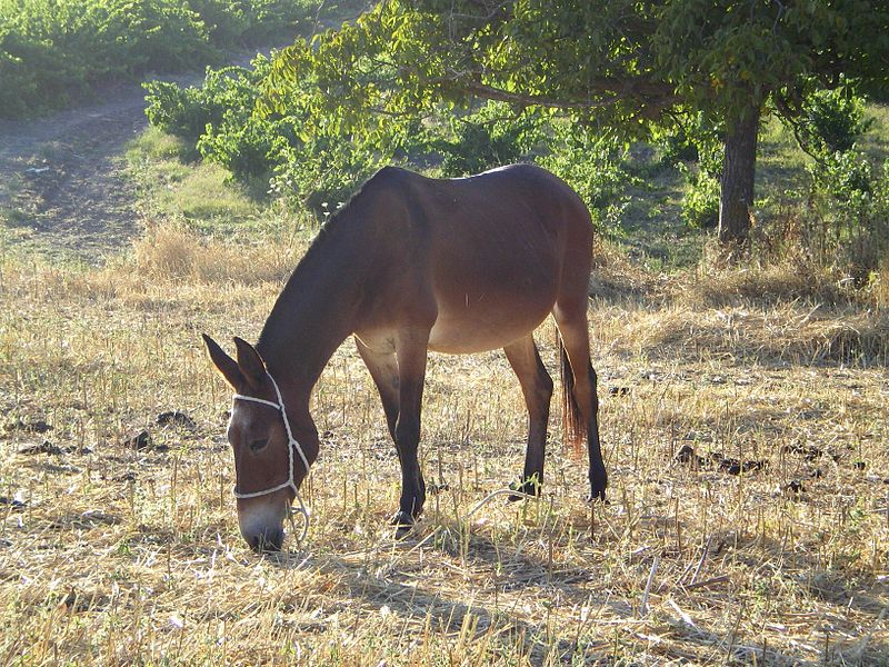 Se guardo nel caleidoscopio: Il mulo e il bardotto
