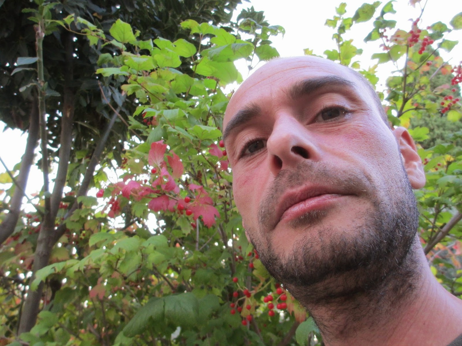 La Mar de VeRde: RIBES RUBRUM O GROSELLA ROJA