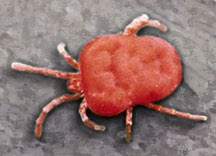 Pulitissima: LE PIATTOLE