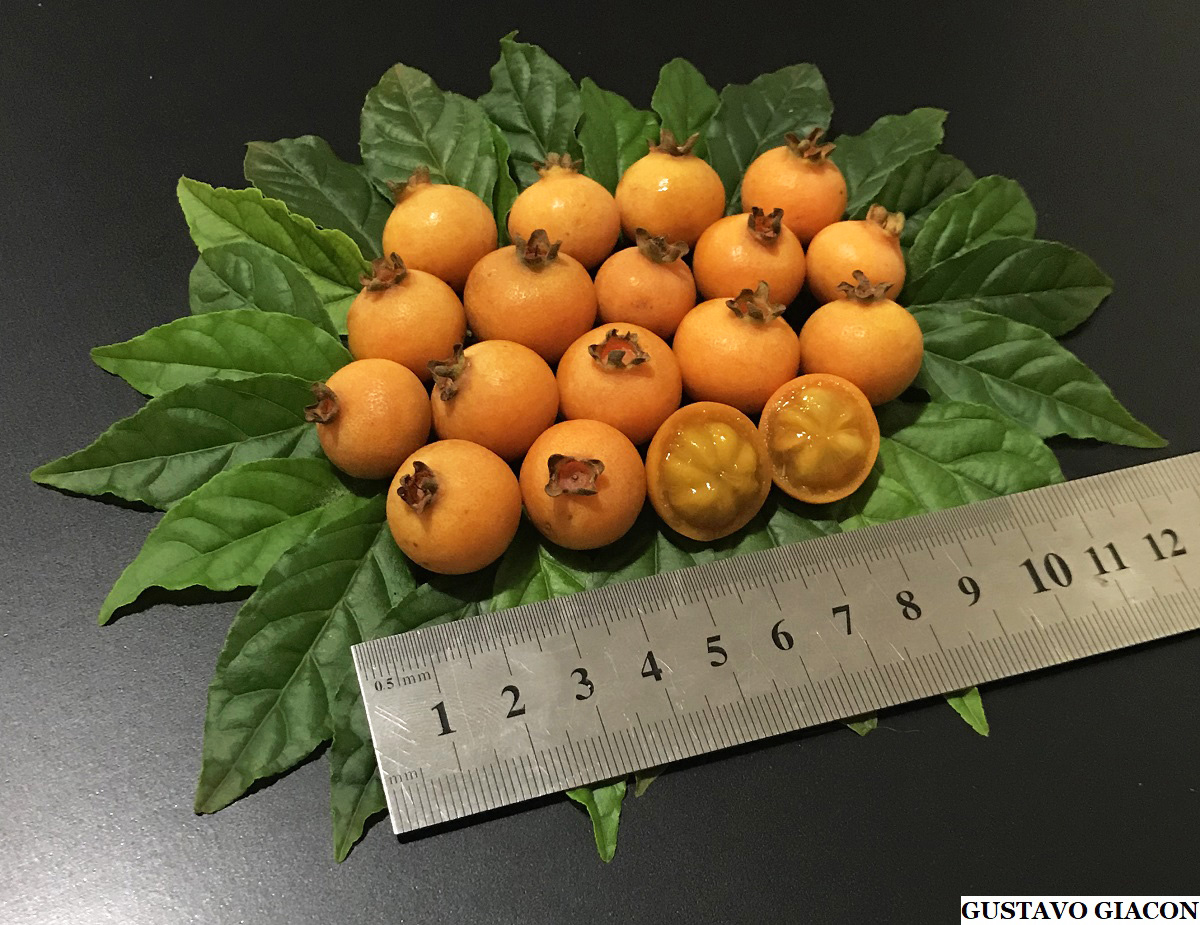 Viveiro Ciprest - Plantas Nativas e Exóticas: Guabiroba Laranja ou ...