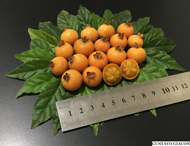 Viveiro Ciprest - Plantas Nativas e Exóticas: Guabiroba Laranja ou ...