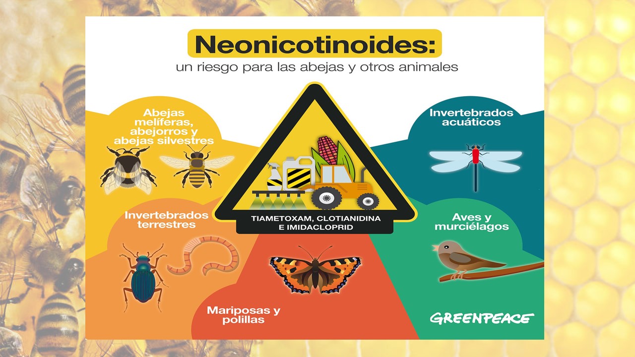 ¿Como Salvar nuestras abejas? y los neonicotinoides