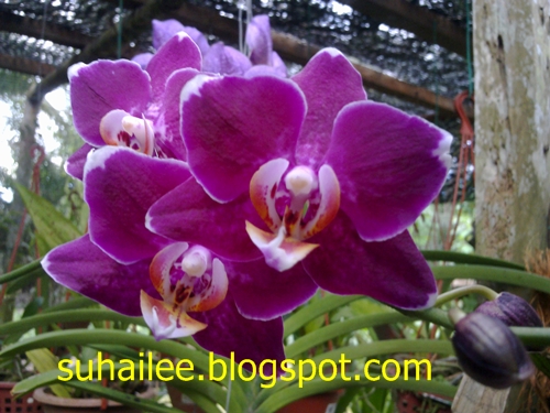 orkid liar : orkid liar / hutan dan kacukan