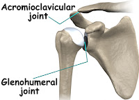 Fisioterapia: Luxação Acromio-Clavicular