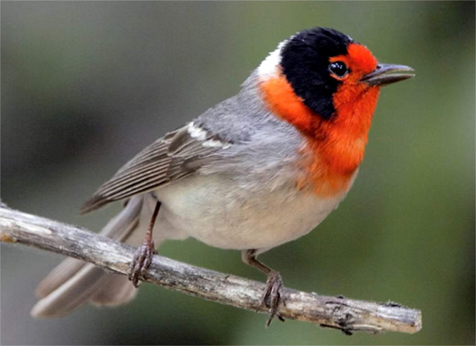 Bellas Aves de El Salvador: Cardellina rubrifrons (reinita o chipe cara ...