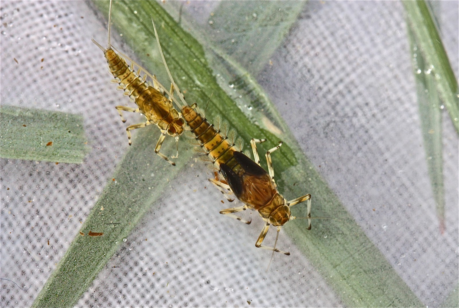 Aquatic Insects of Central Virginia: The Small Minnow Mayflies Take the ...