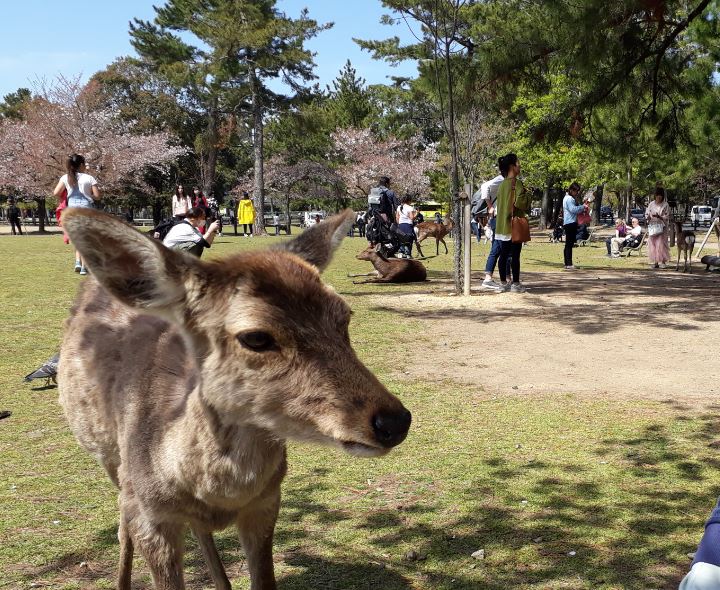 12 Tips when visiting Nara in Japan