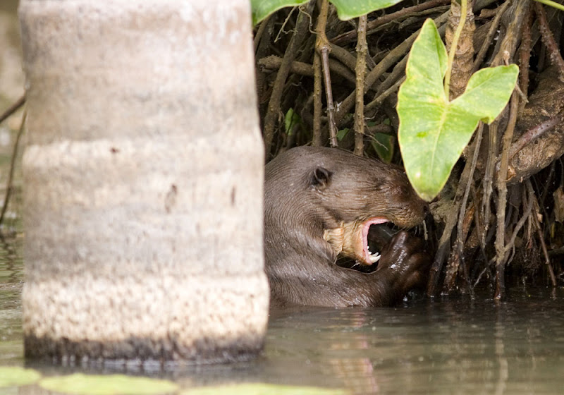 Weedon's World of Nature: Giant River Otters, Sandoval Lake, Peru