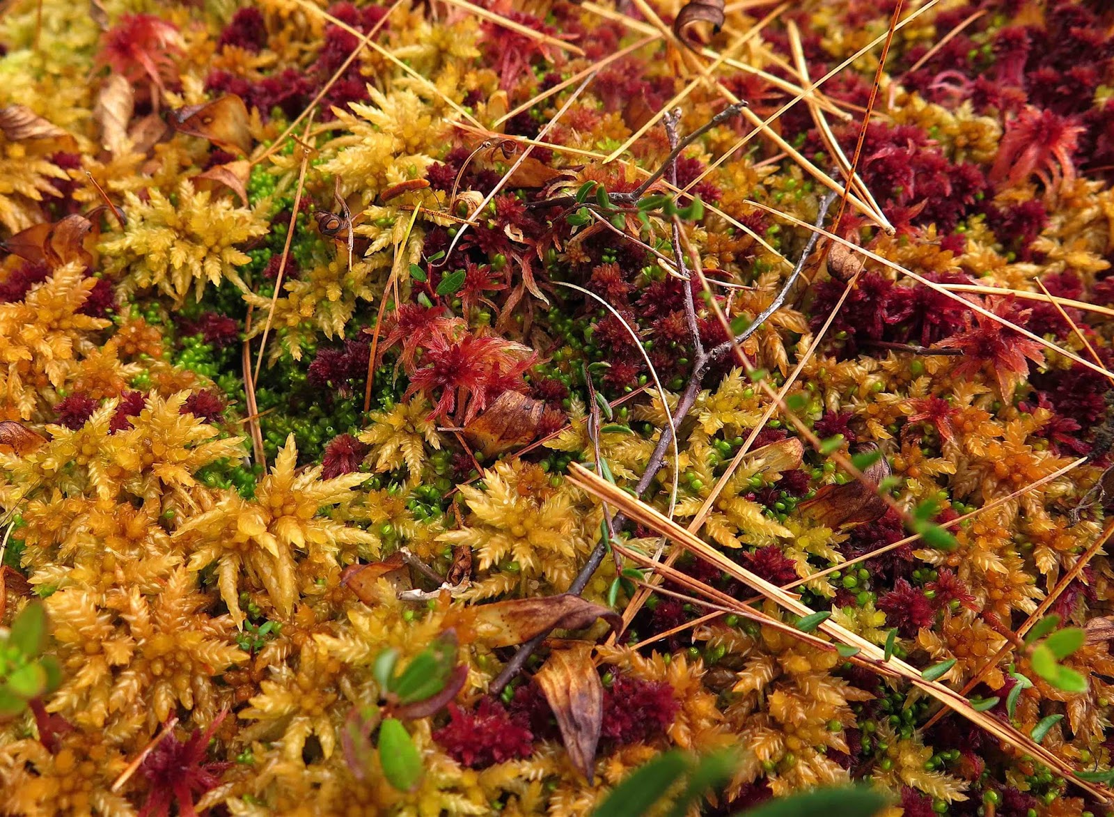 Saratoga woods and waterways: Paddling a Paradise of Vibrant Color on ...