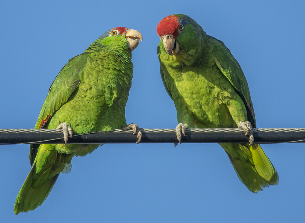 Merikay's Dream : A short parrot story: