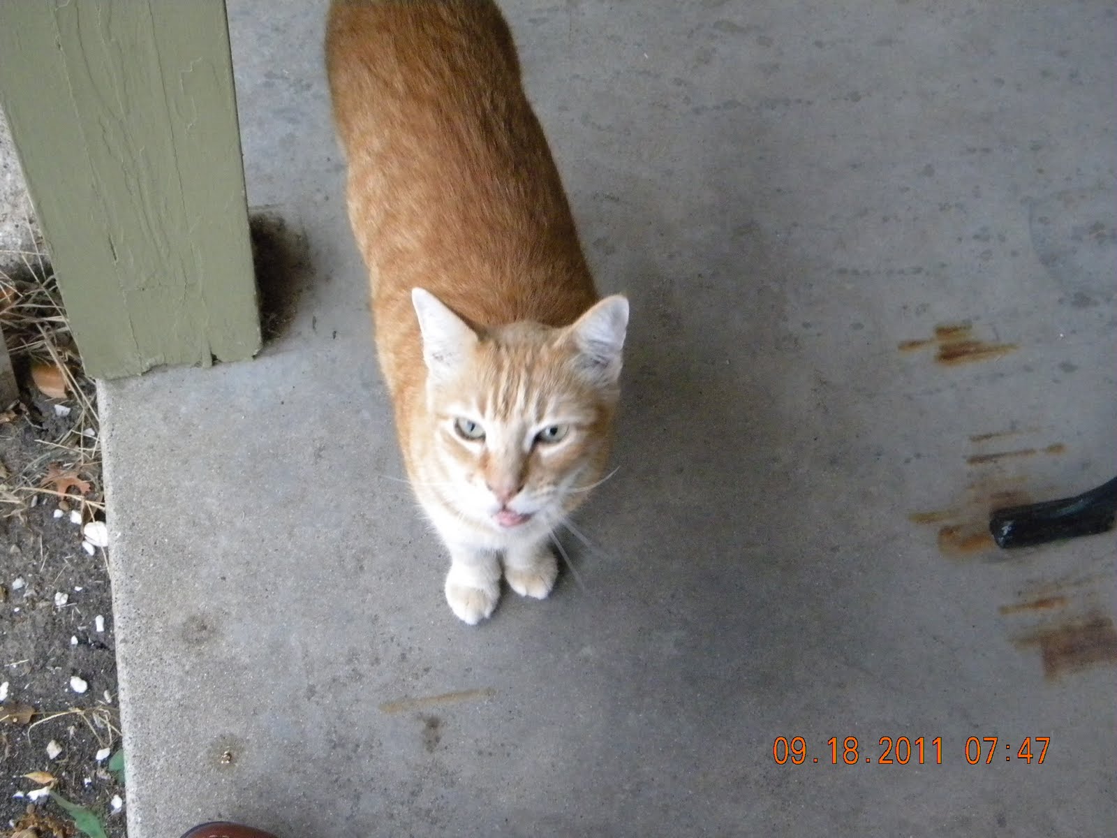 USHELLIT PEA SHELLERS AND PECAN NUT CRACKERS