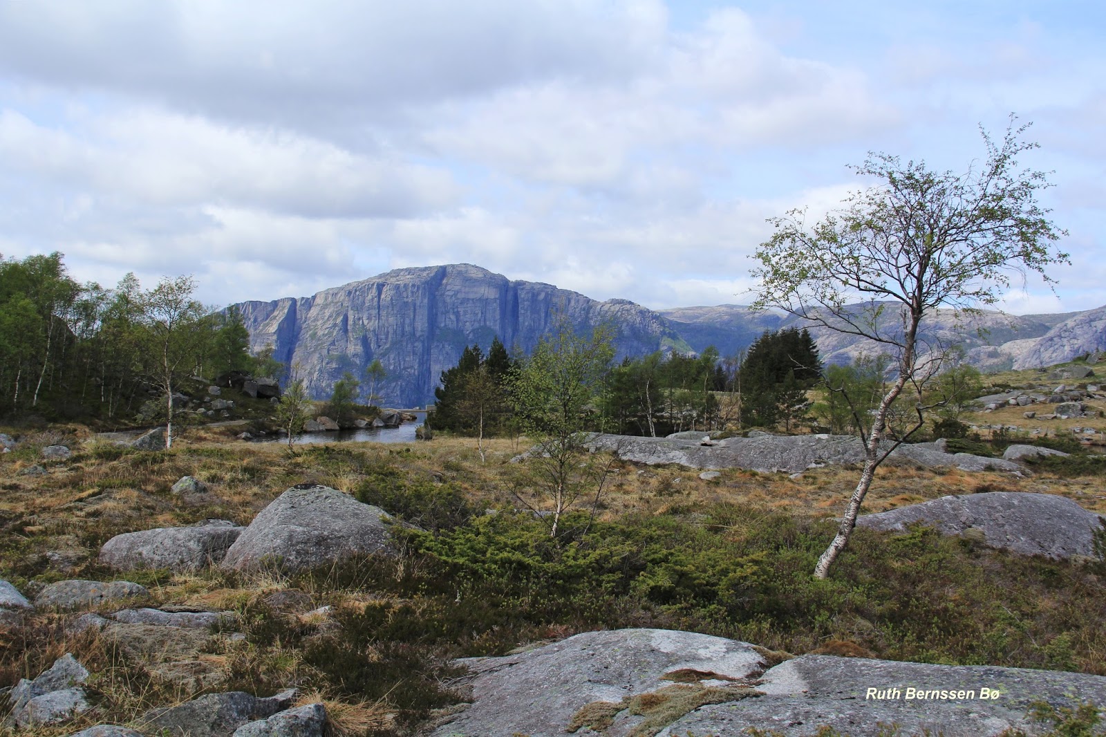 solsikken: Fossmark. Forsand Kommune
