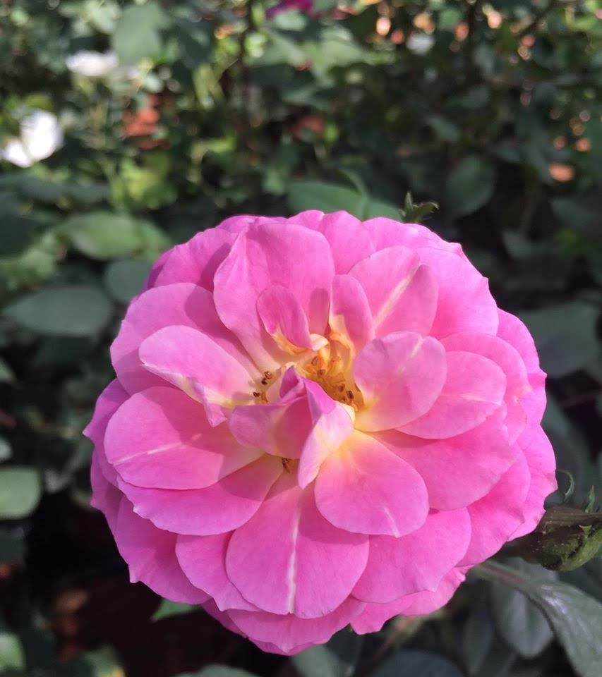 Black rose and many other fragrant budded rose plants