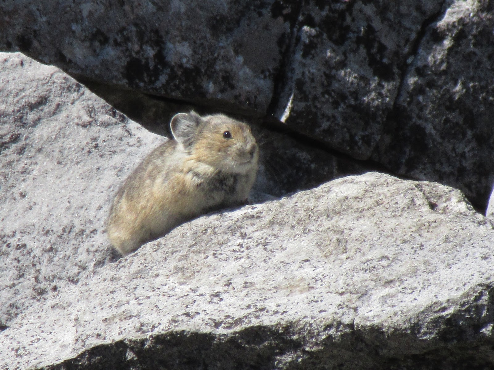 Happenings at Jello's House: Running Rain Lake (with pikas!)