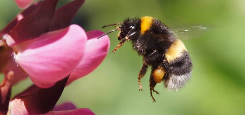 W2LJ QRP - When you care to send the very least!: Flight of the Bumblebees