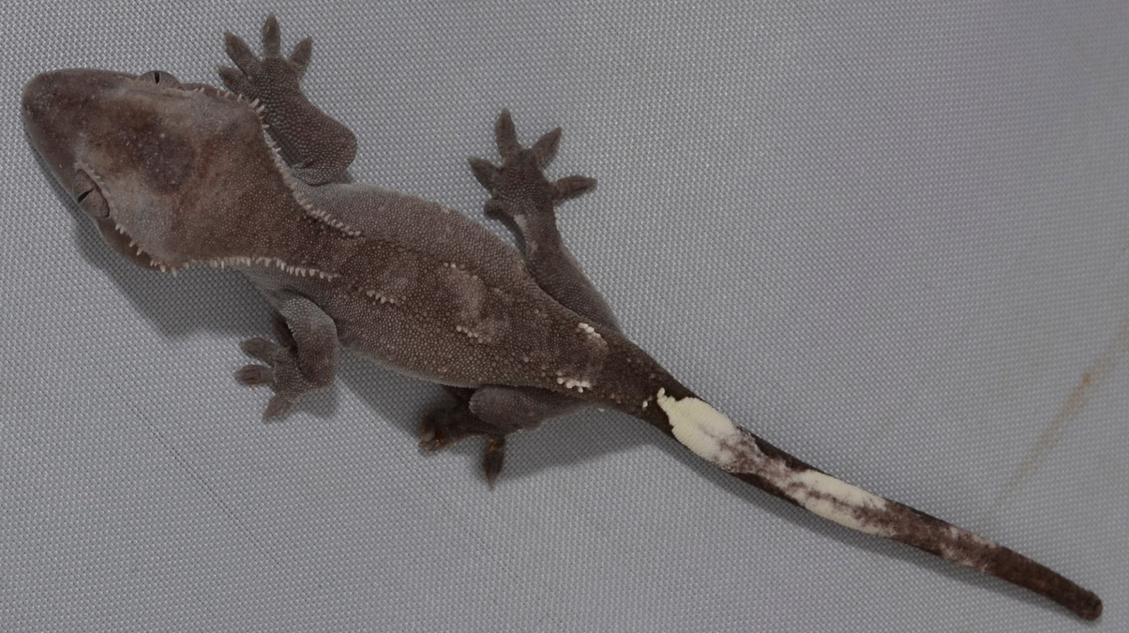 Crested Geckos Blog: Grey Geckos Photos