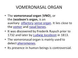 EXAMS AND ME : Jacobsons Organ