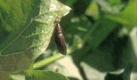 Semi-looper Pest in Cotton Crop - Agri Tech Guru