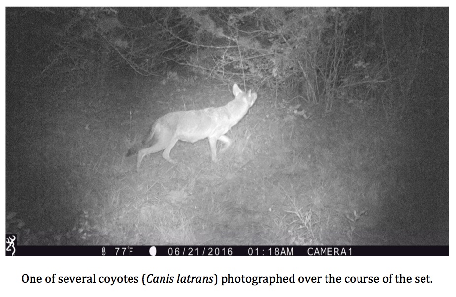 Texas Cryptid Hunter: July 2016