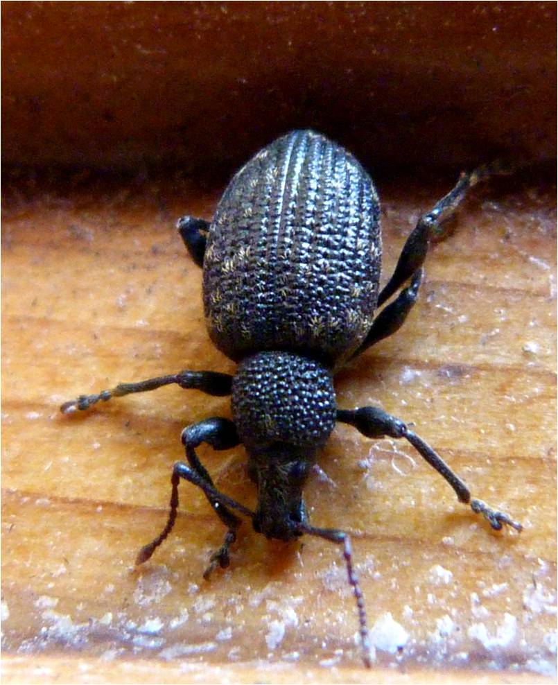 Insects of Scotland: Other Beetles