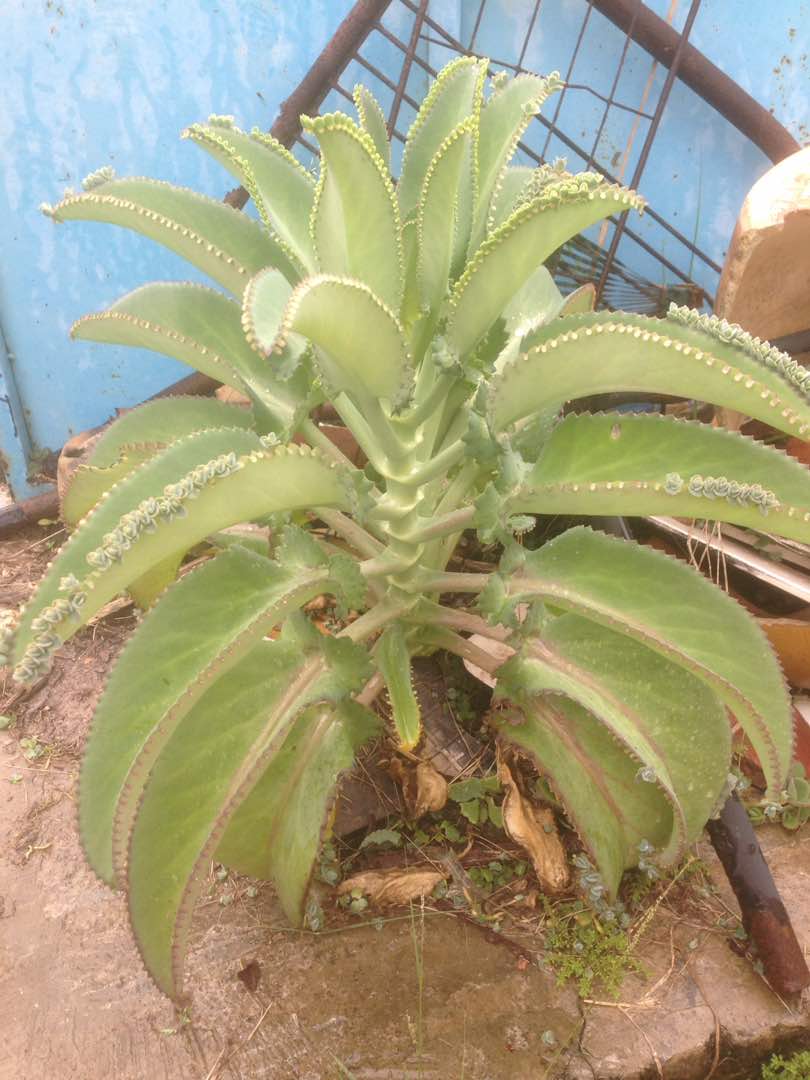 Jom Tanam Sayur ( JTS ) : Setawar @ Bryophyllum daigremontianumJom ...