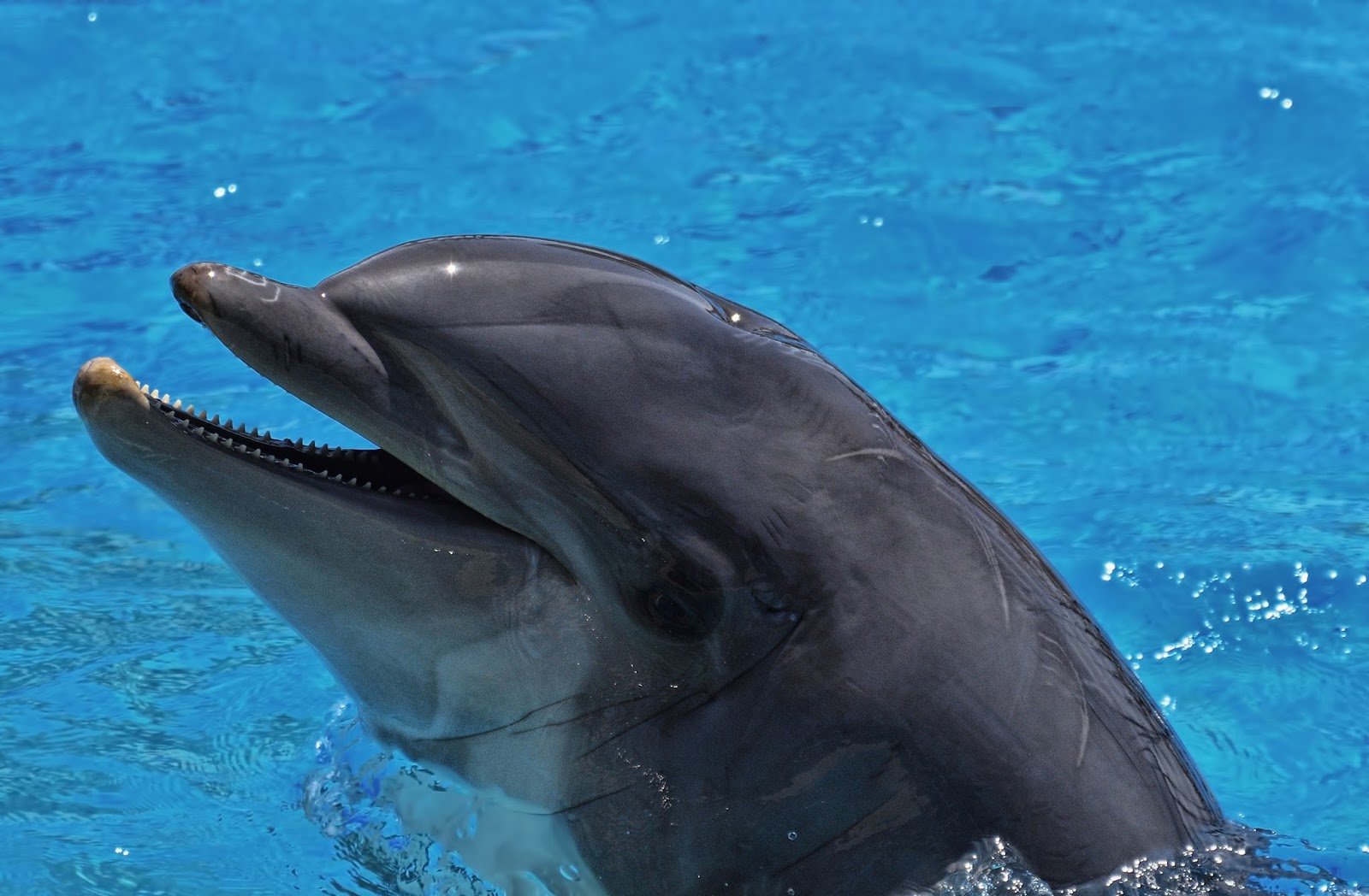 DIMPOLPHOTO: TURSIOPS TRUNCATUS (Ρινοδέλφινο) No2