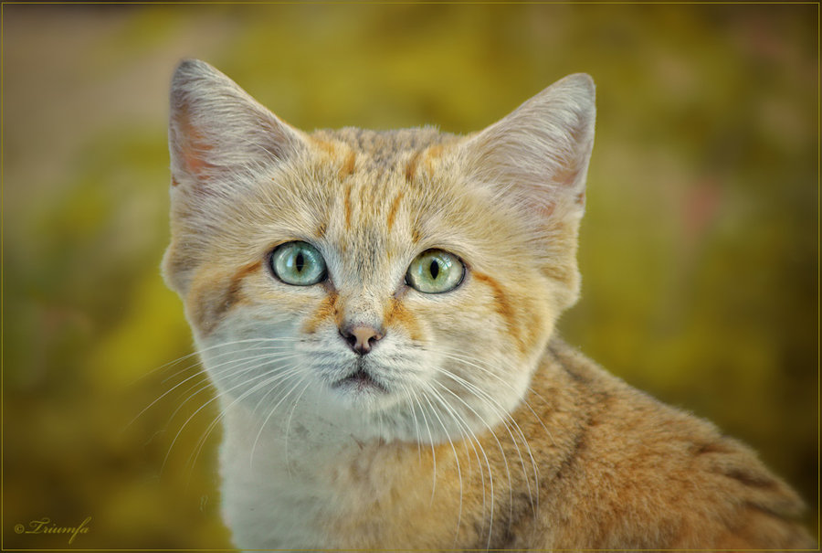 SAND CAT photos - wallpapers (ανανεωμένο) | the fun bank