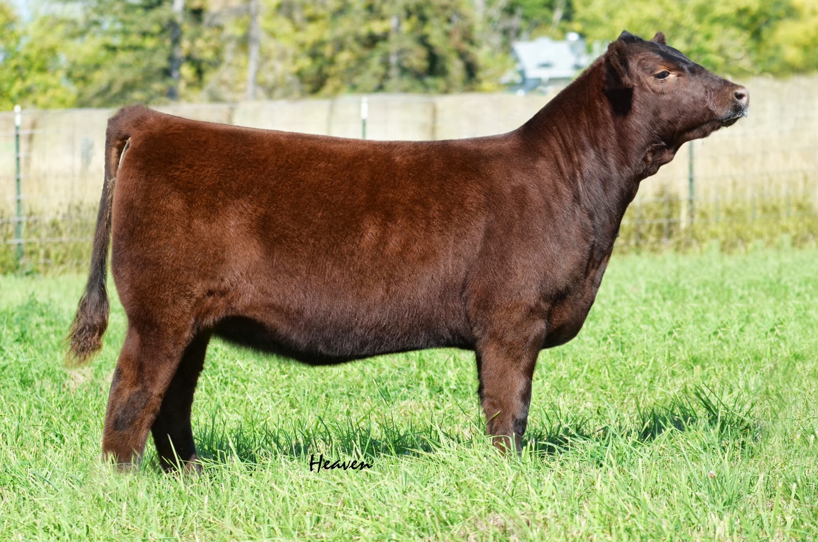 DIAMOND G CATTLE CO.: PB Red Angus Heifer - WOW!!