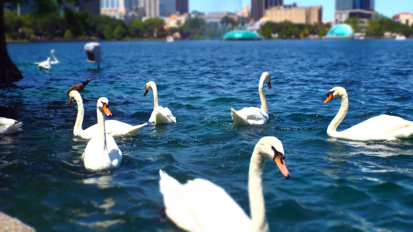 Lives in the House by the Rock.: Swans at Lake Eola in Downtown Orlando ...
