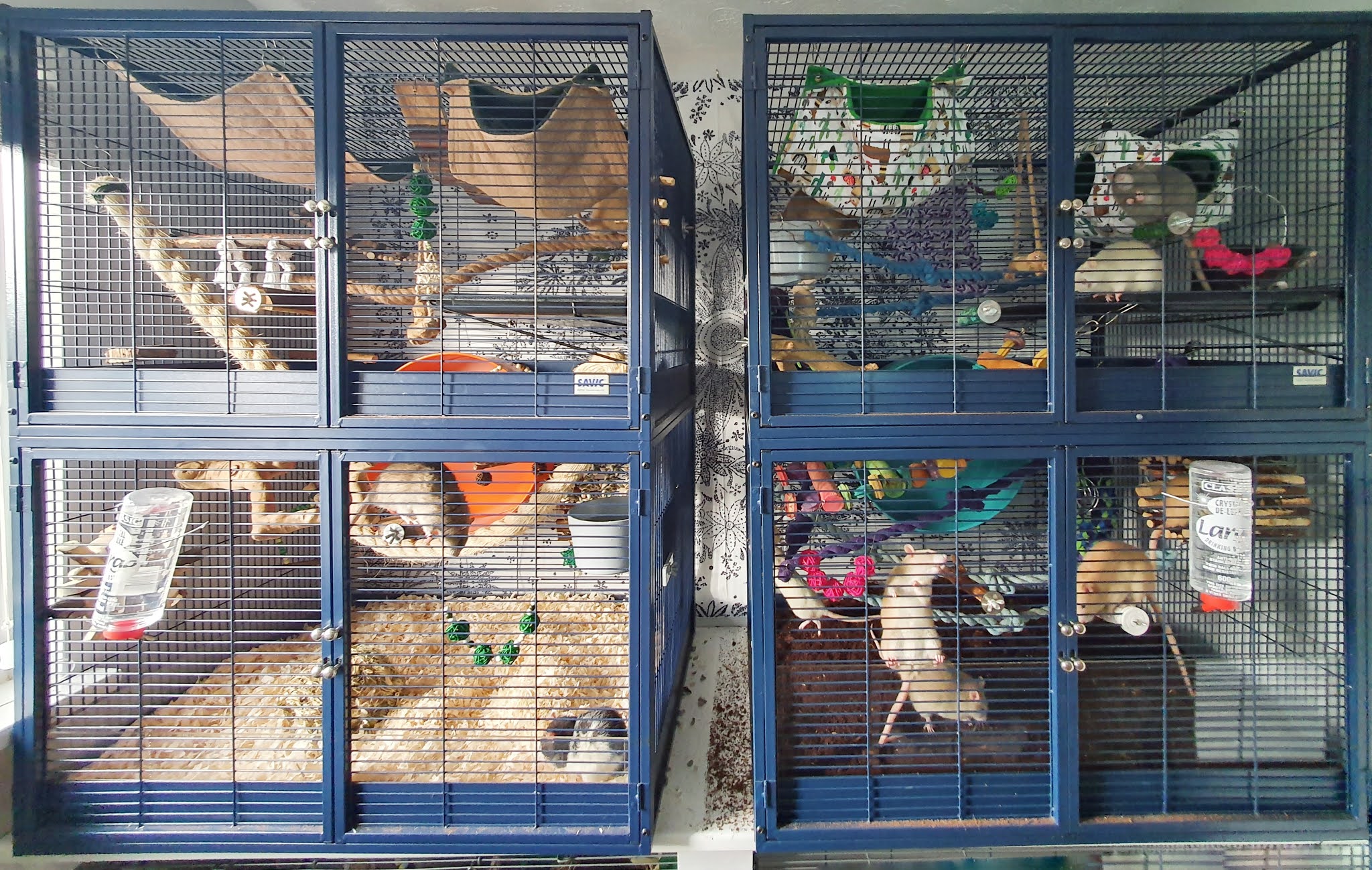 Roman Rattery: My Rat Care