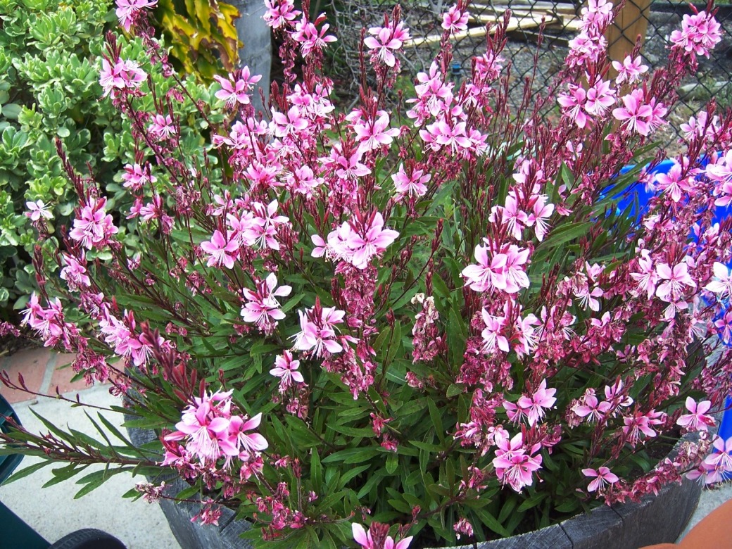 The 2 Minute Gardener: Photo - Gaura (Gaura lindheimeri)