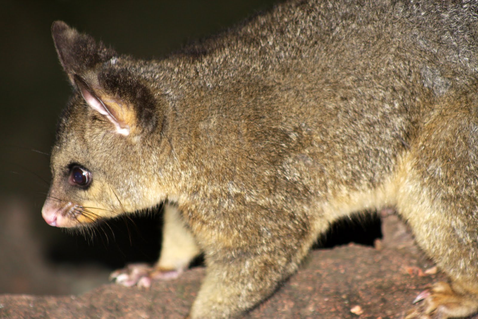 A Scattering of Thoughts......: Possums are something that happen when ...