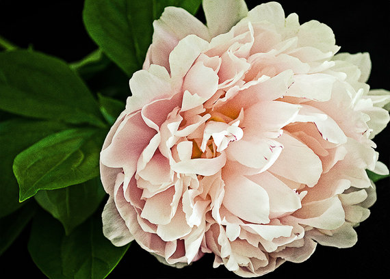 Aesthetic Oiseau: Sarah Hollander Botanicals