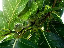 Herbs-Treat and Taste: TROPICAL FIG TREE, FICUS SEPTICA: HEALTH ...
