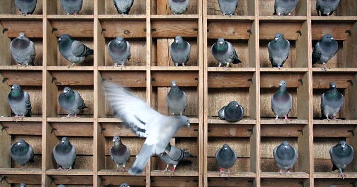 Weighty Matters: Resolution Series Day 9: Burn your Pigeonholes!