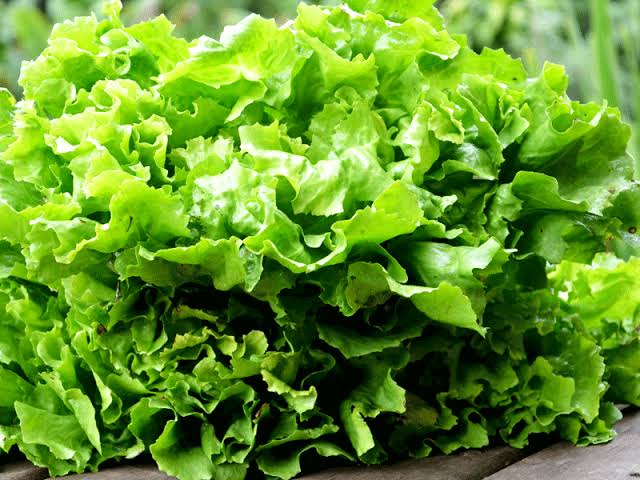 Curiosidades Sobre o Almeirão