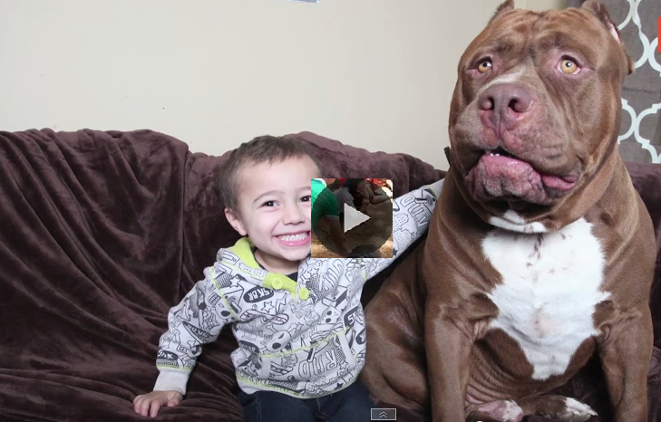 Meet 'Hulk': The Giant 175lb Family Pit Bull | het 13