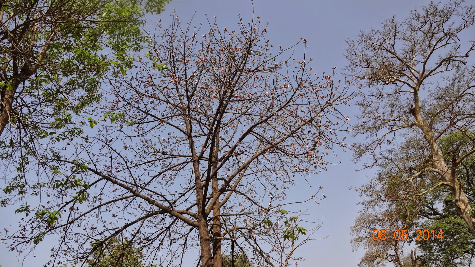 Plants of Lahore - Pakistan: Brachychiton bidvallii flowering tree,
