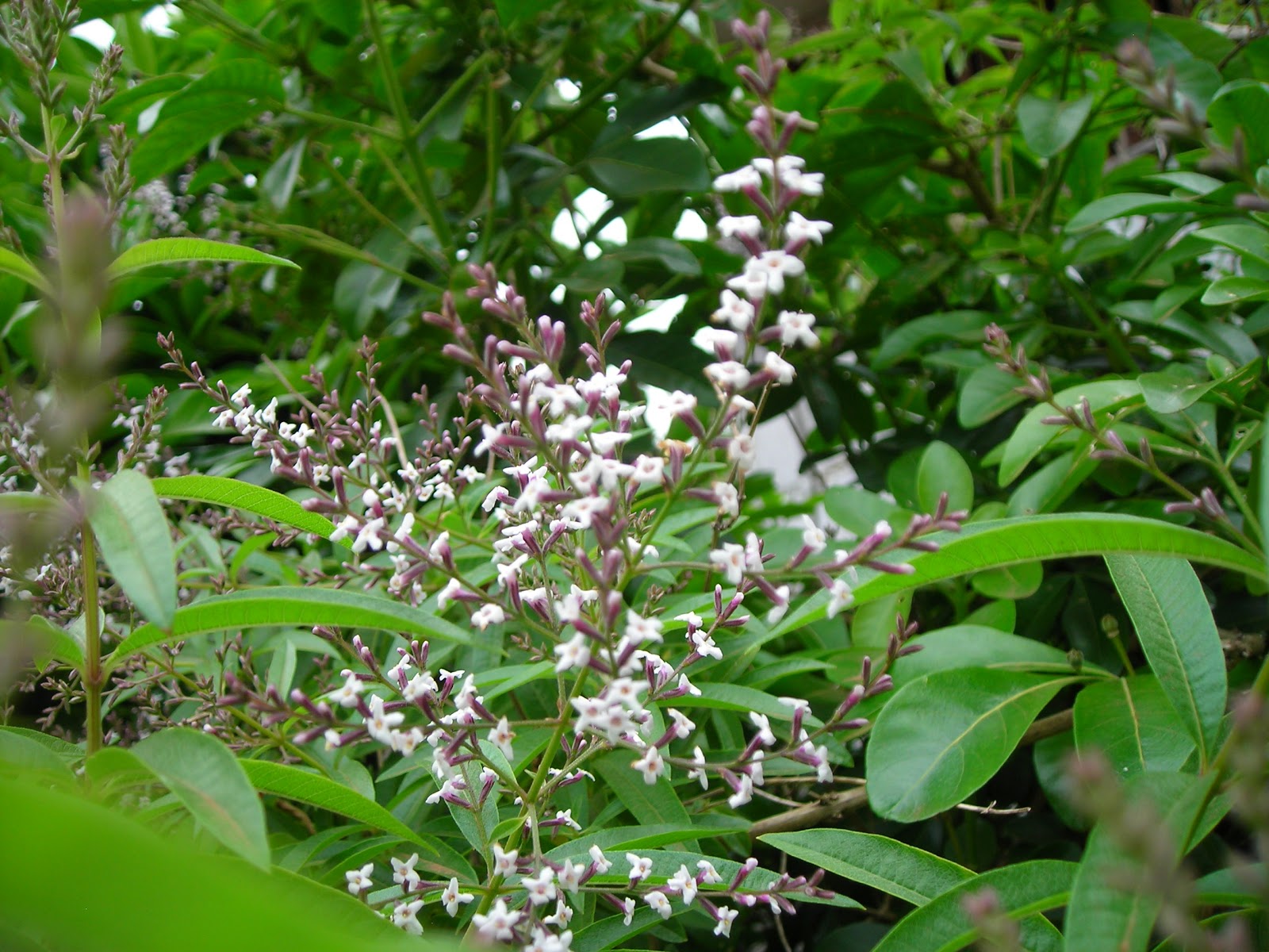 Vida Natural: Cedrón