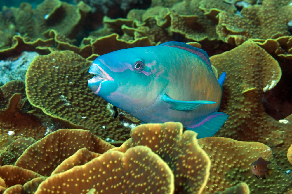 Artes de Pesca: VAMOS A PESCAR PEZ LORO