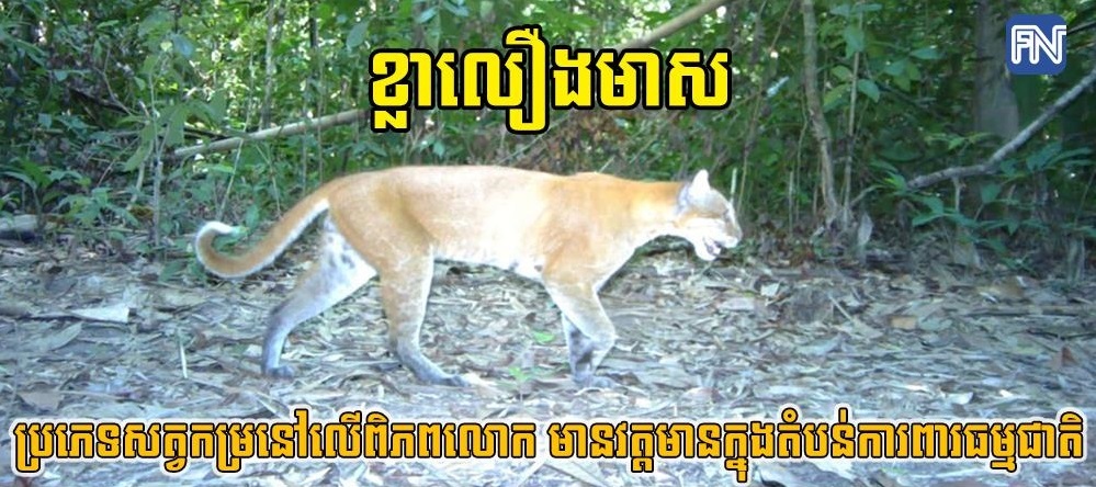 Hope and Hope and always Hope: QUADRUPED_Asiatic golden cat / ខ្លាលឿងមាស