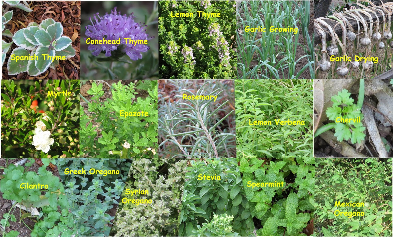 Edible Herbs, Flowers & Other Edibles - Grow Your Own Dinner!: National ... Edible Herbs, Flowers & Other Edibles - Grow Your Own Dinner!: National ...