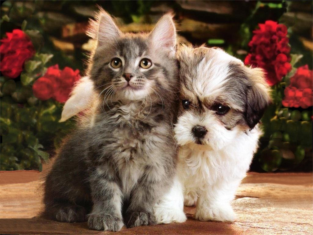 The most popular cat and dog names for 2019 | Australian Cat Lover