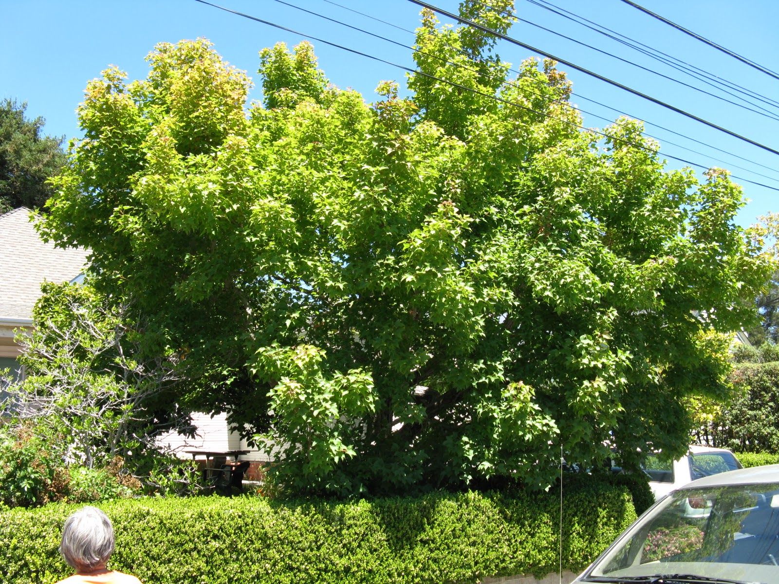 Trees of Santa Cruz County: Liquidambar formosana - Chinese or Formosan ...